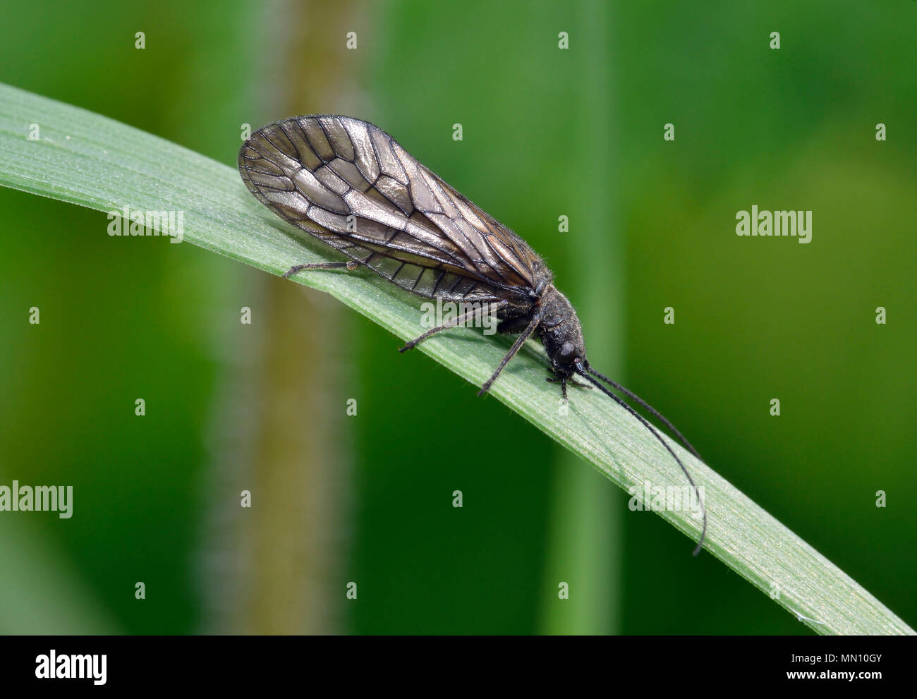Alderfly - Sialis sp probably Sialis lutaria Stock Photo - Alamy