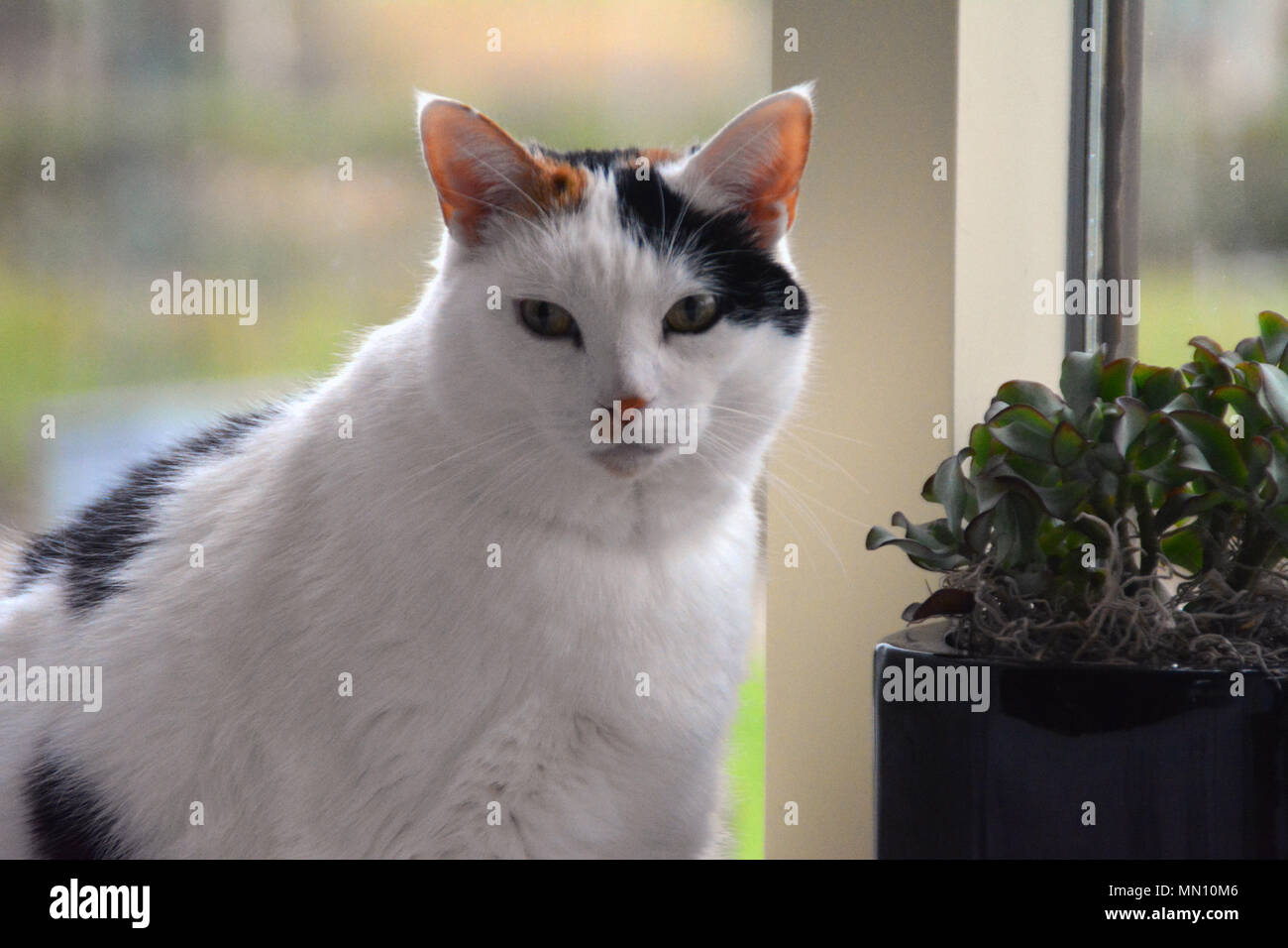 Tortoiseshell and white hi-res stock photography and images - Alamy