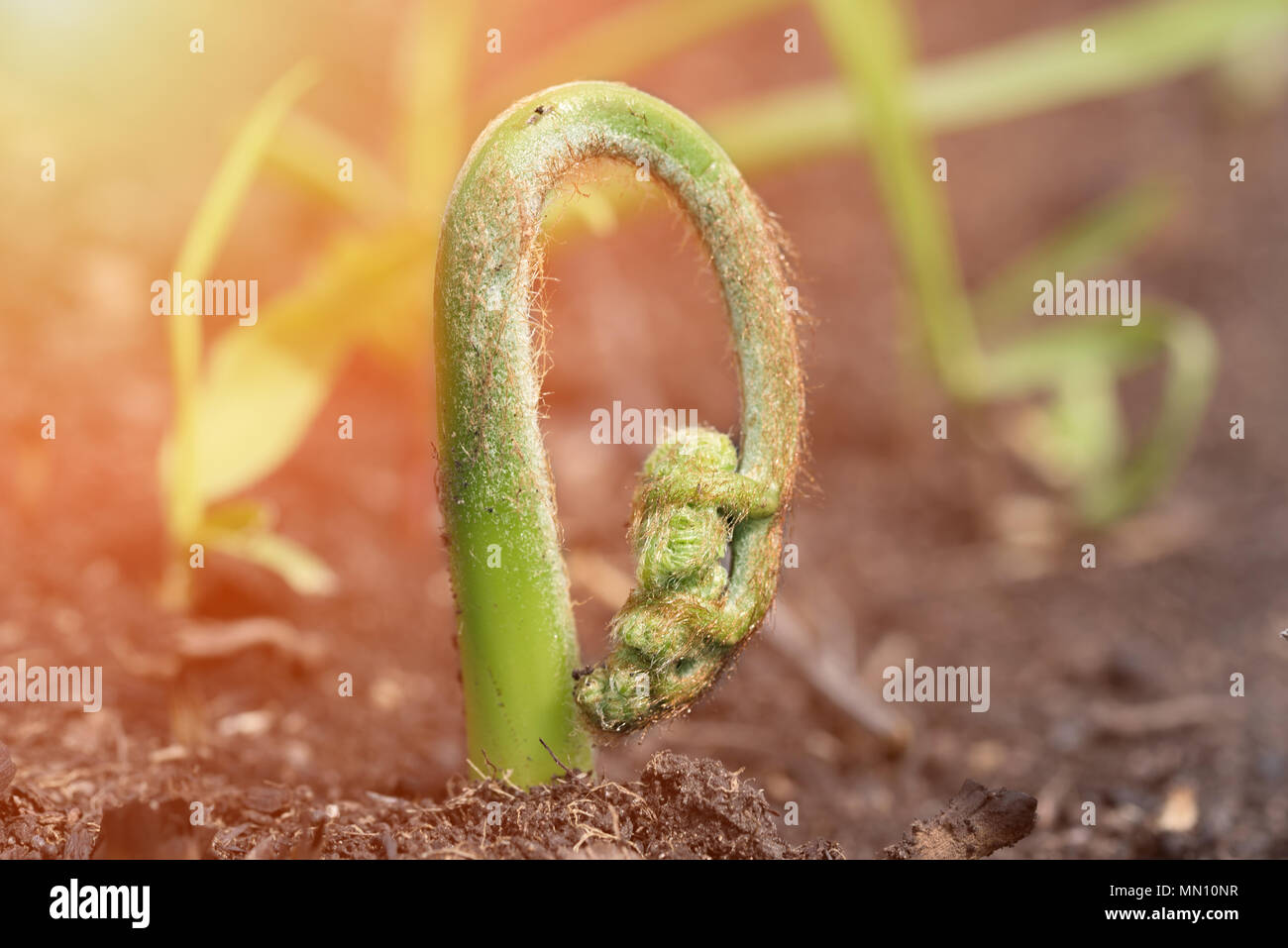 Close up fern sprout hi-res stock photography and images - Alamy