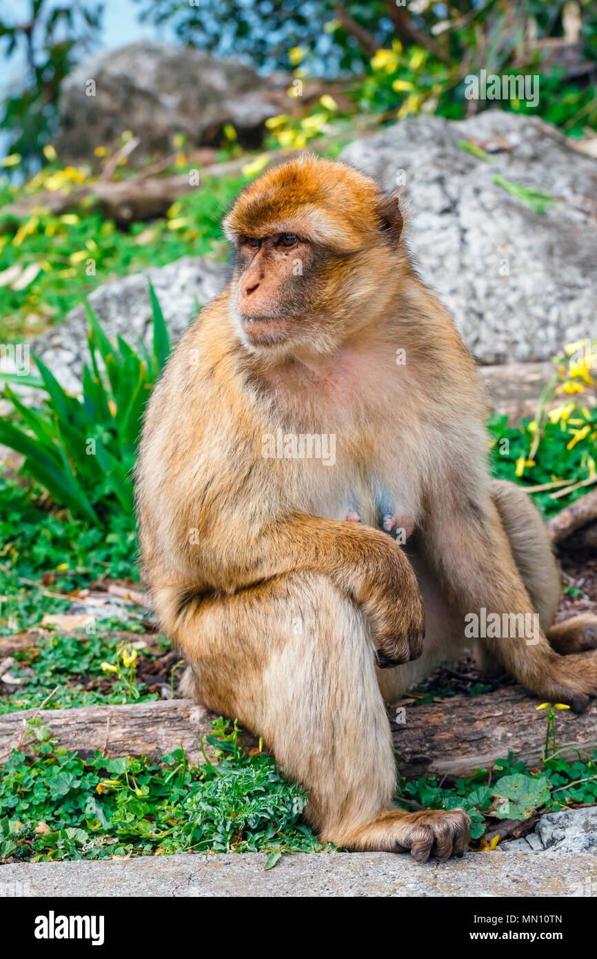 Macaque scream hi-res stock photography and images - Alamy