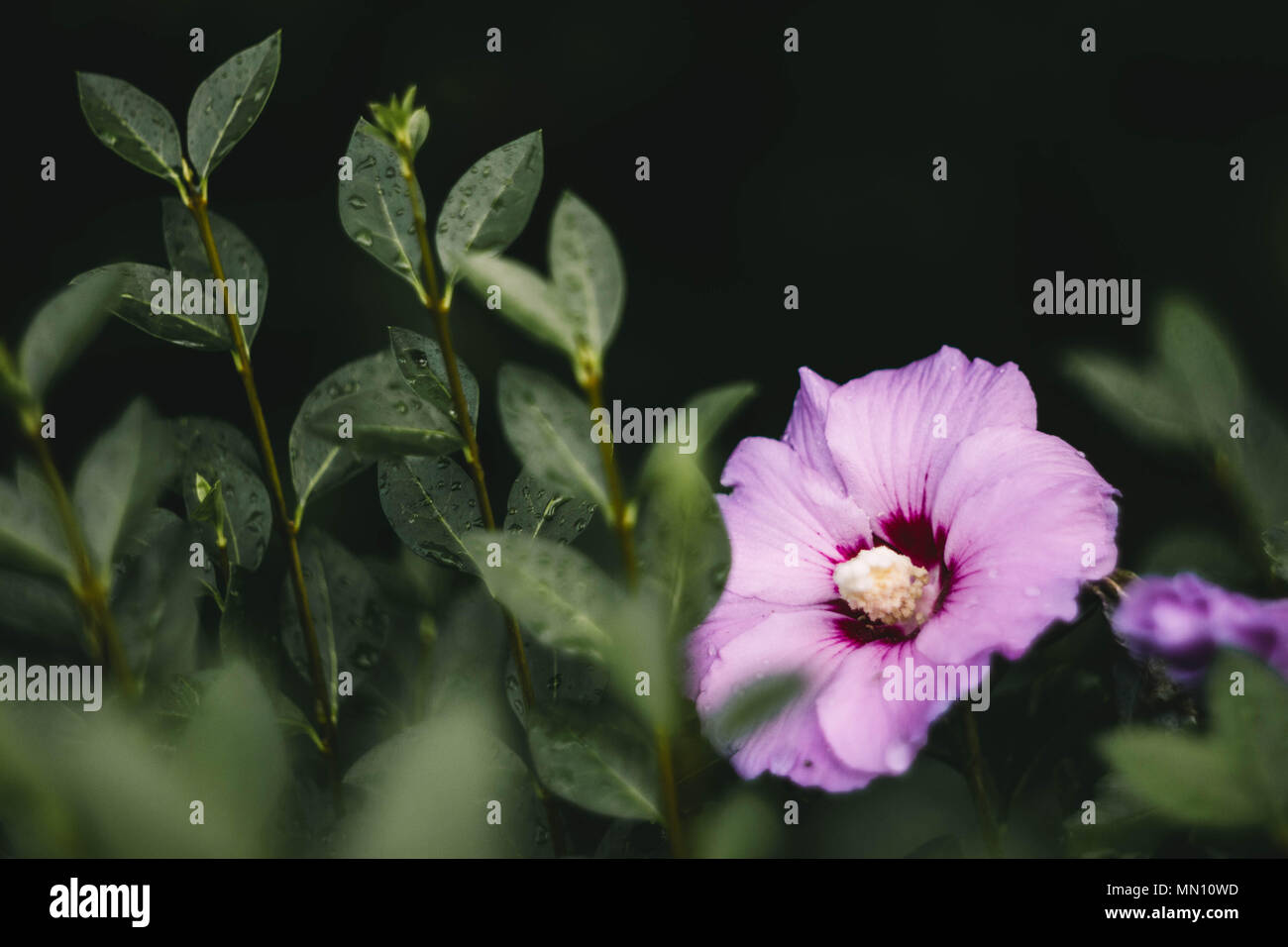 Sprinkled water hi-res stock photography and images - Alamy
