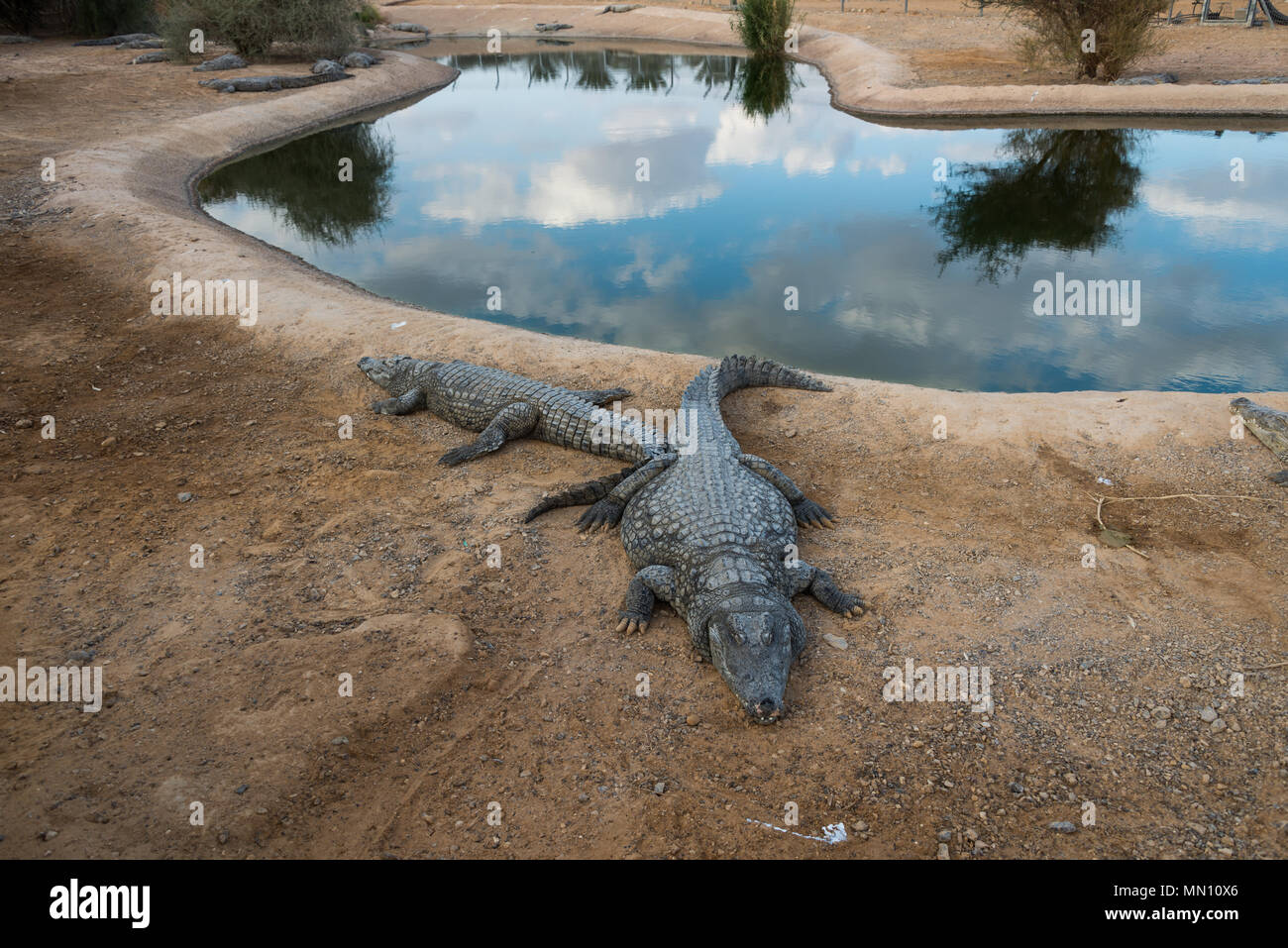 Crocoloco hi-res stock photography and images - Alamy