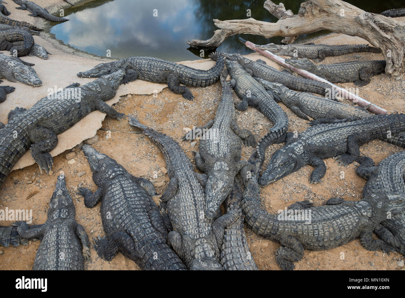 Crocoloco crocodile farm hi-res stock photography and images - Alamy