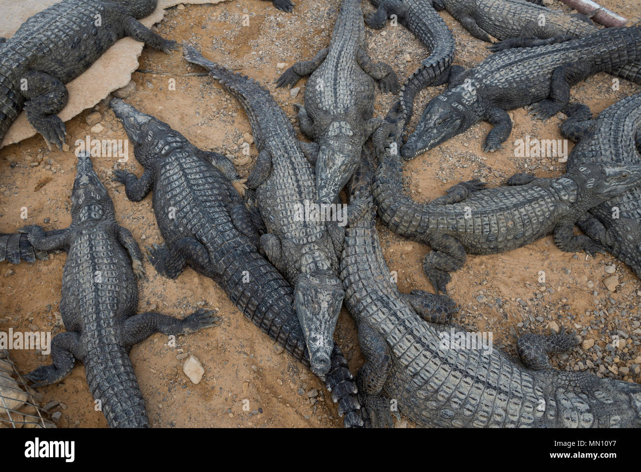 Crocoloco hi-res stock photography and images - Alamy