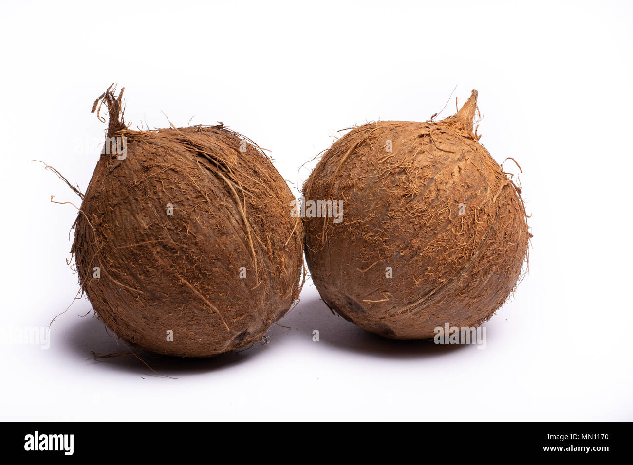 Two big brown whole coconuts close up copy space isolated on white ...