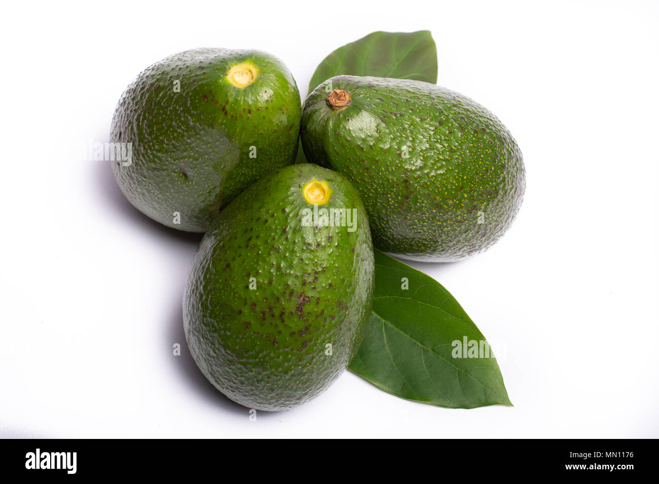 Fuerte avocado hi-res stock photography and images - Alamy
