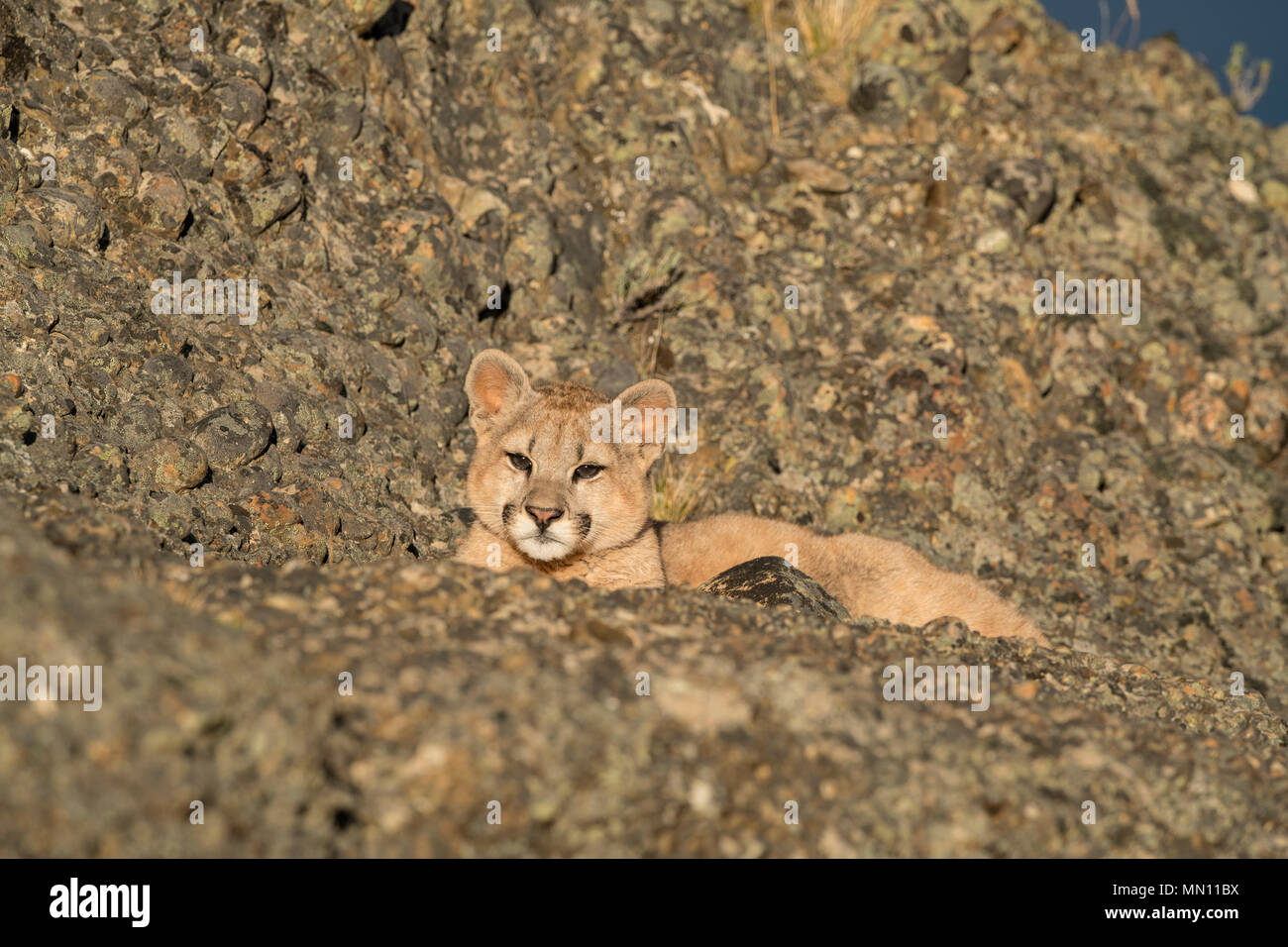 Pumas in Patagonia Stock Photo - Alamy