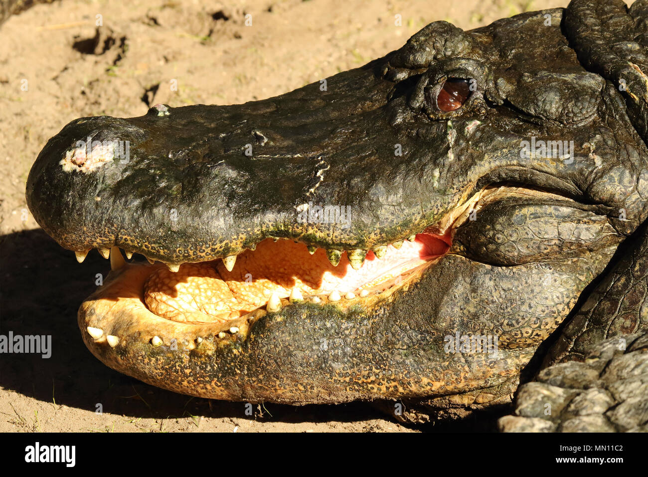 A portrait of an ancient Alligator with mossy teeth Stock Photo - Alamy