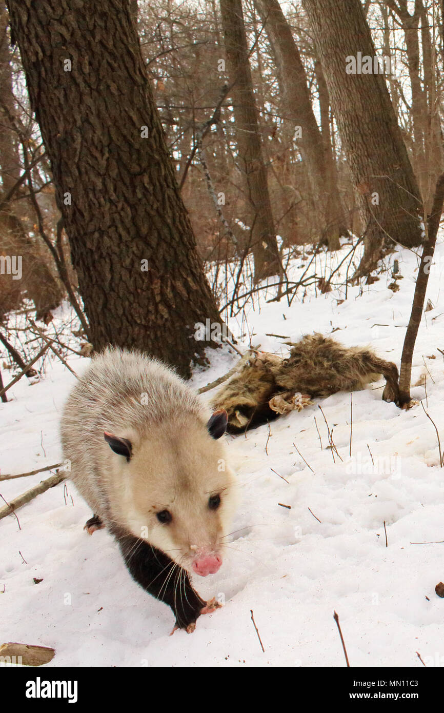 Virginia opossum animal hi-res stock photography and images - Alamy