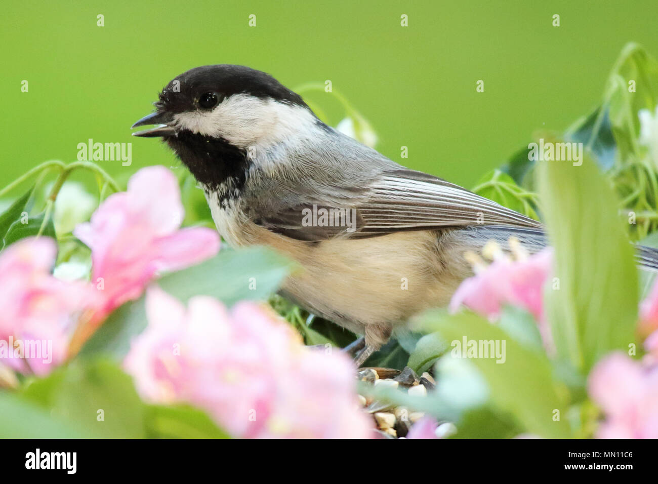 Funny chickadee hi-res stock photography and images - Alamy