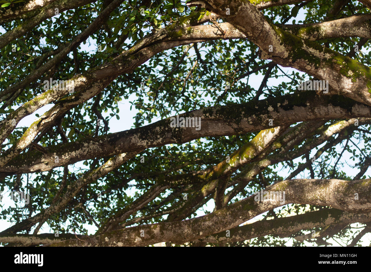 Sol forte hi-res stock photography and images - Alamy