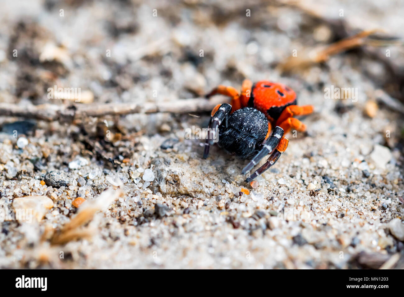 Ladybird spider hi-res stock photography and images - Alamy