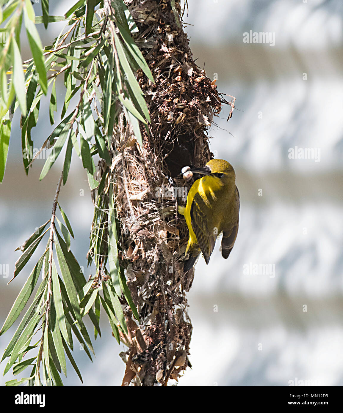 Female Yellow-bellied Sunbird (Nectarinia jugularis or Cinnyris ...
