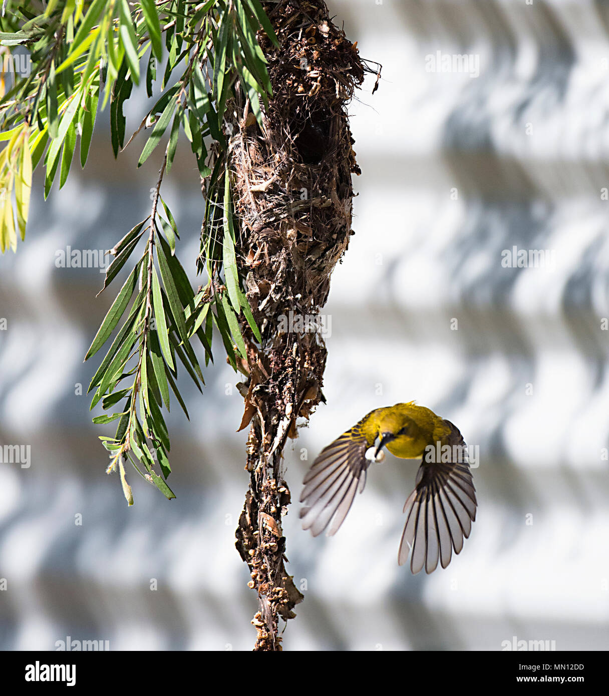 Female Yellow-bellied Sunbird (Nectarinia jugularis or Cinnyris ...