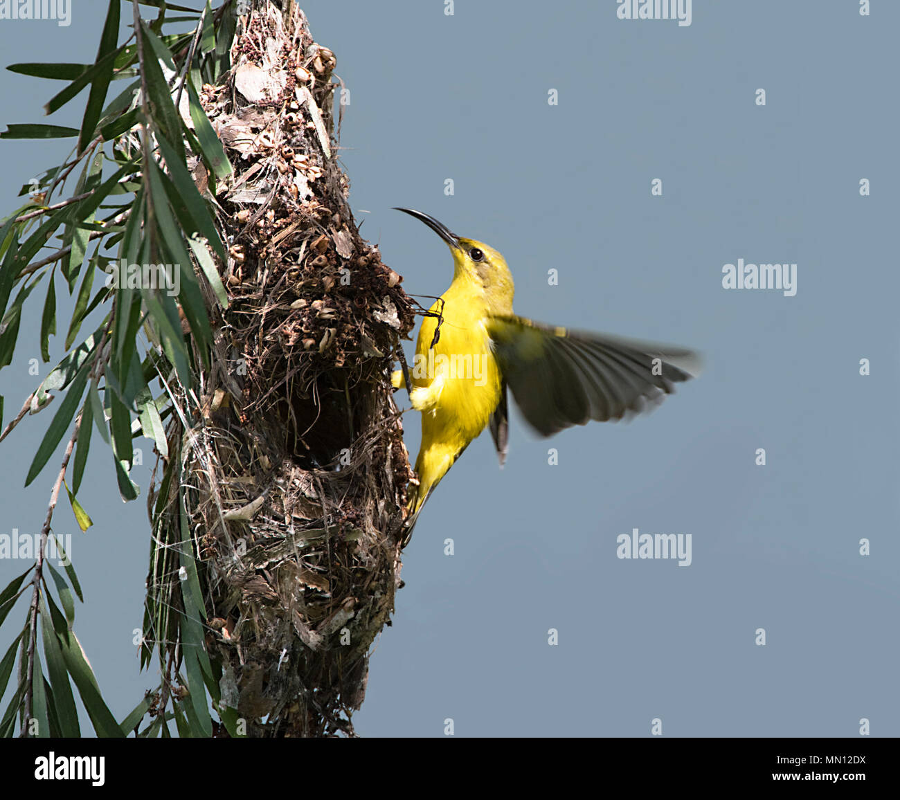 Sunbird nest hi-res stock photography and images - Alamy