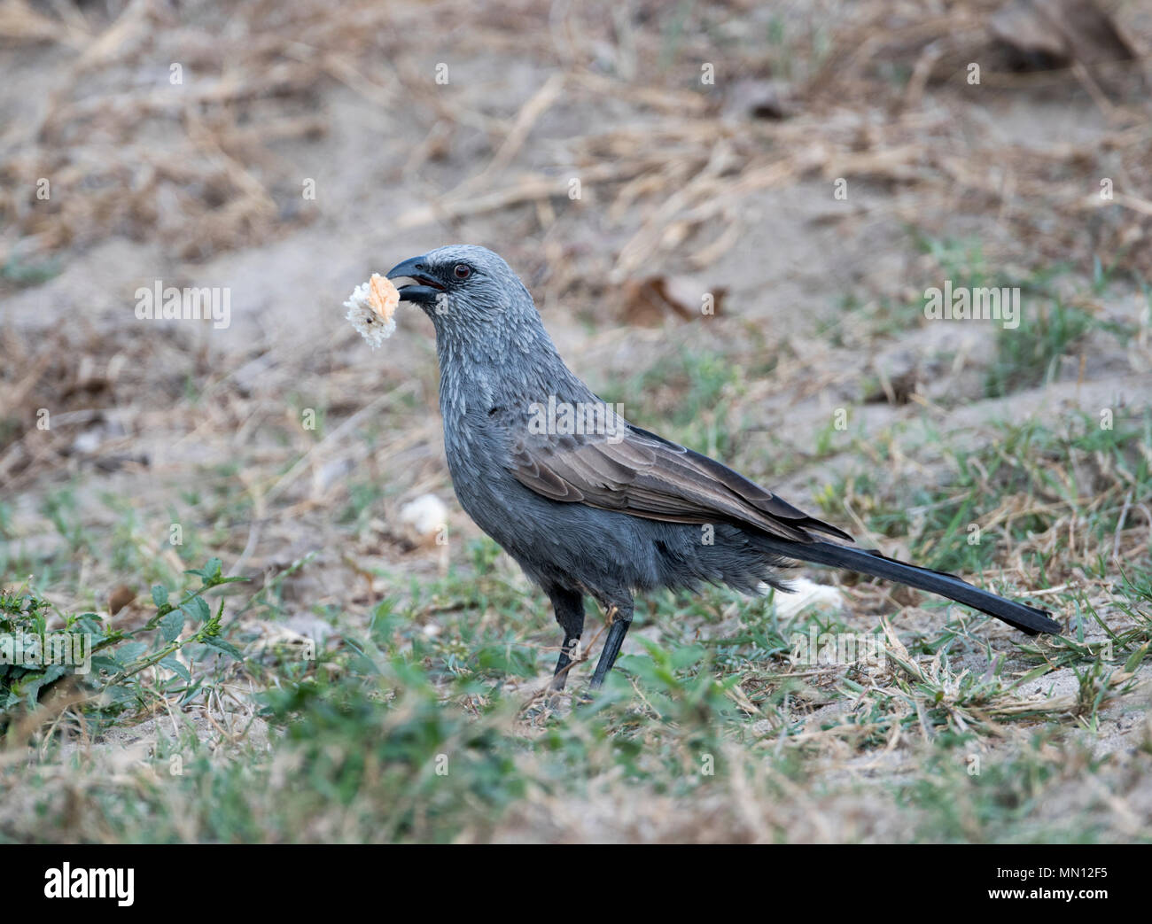 Apostlebird (Struthidea cinerea) with bread in its beak, Far North ...
