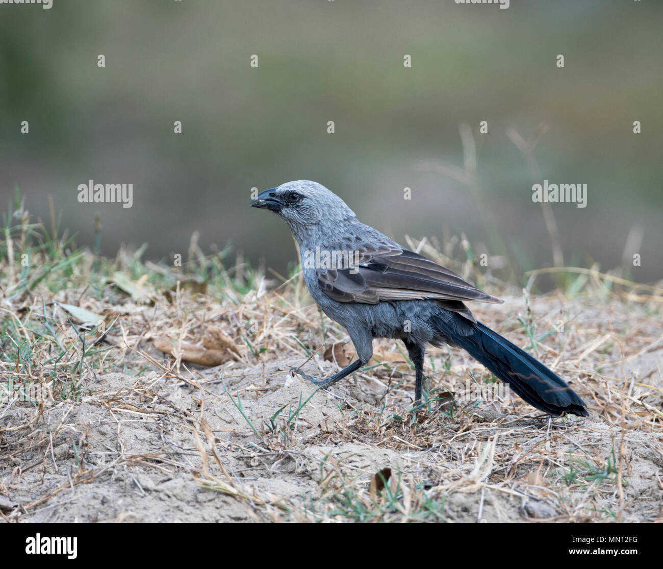 Australia bird apostlebird hi-res stock photography and images - Alamy