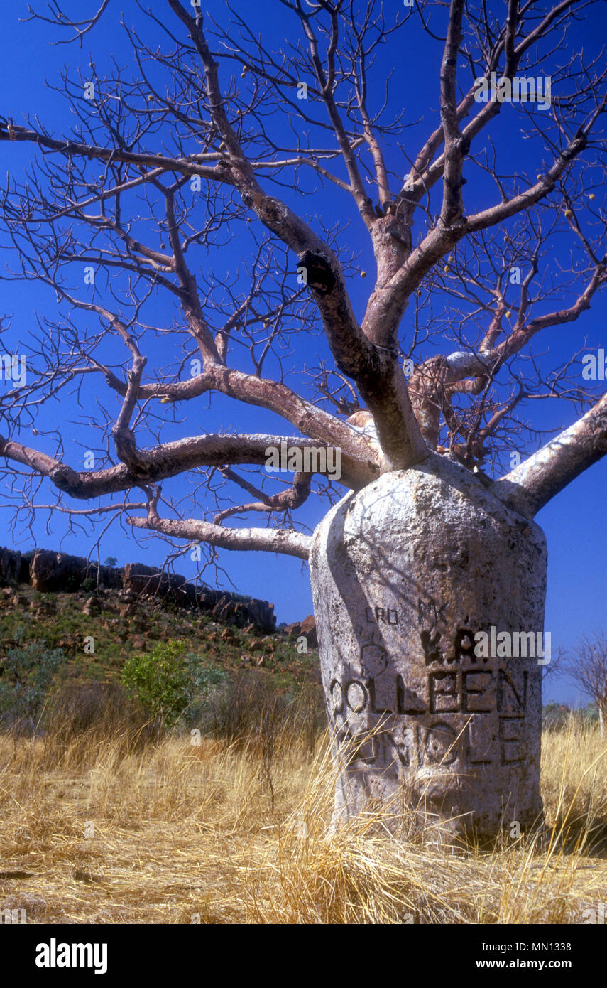 Australian baobab tree hi-res stock photography and images - Alamy