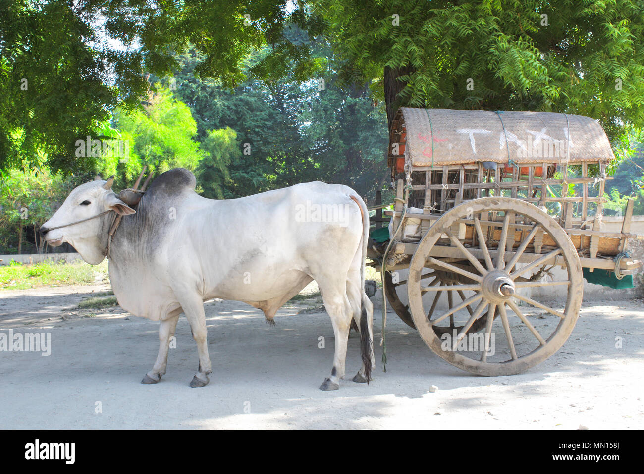 Exotic burmese taxi. A wooden cart, harnessed by a bull, with the ...