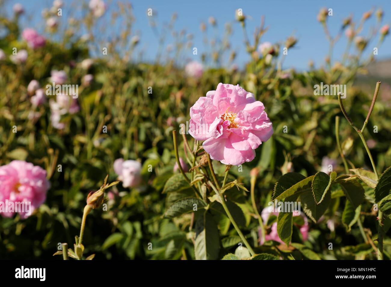 Isparta. 13th May, 2018. Photo taken on May 13, 2018 shows a blooming ...