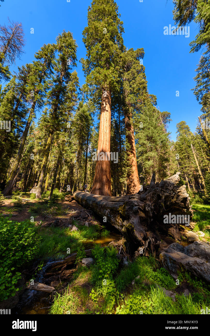 Big trees trail hi-res stock photography and images - Alamy