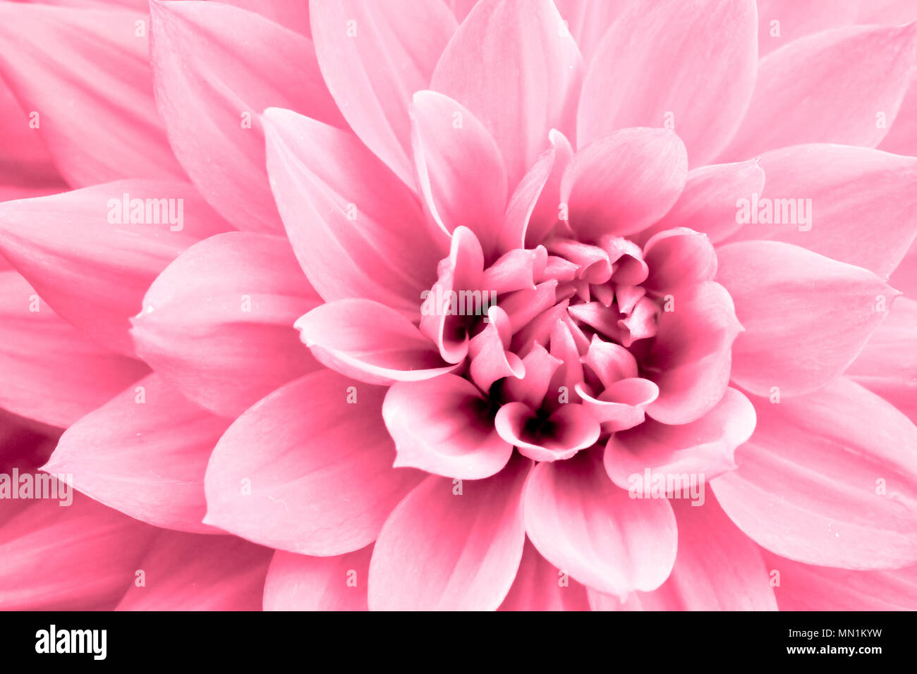Light pink dahlia flower macro photo. Picture in color emphasizing the ...