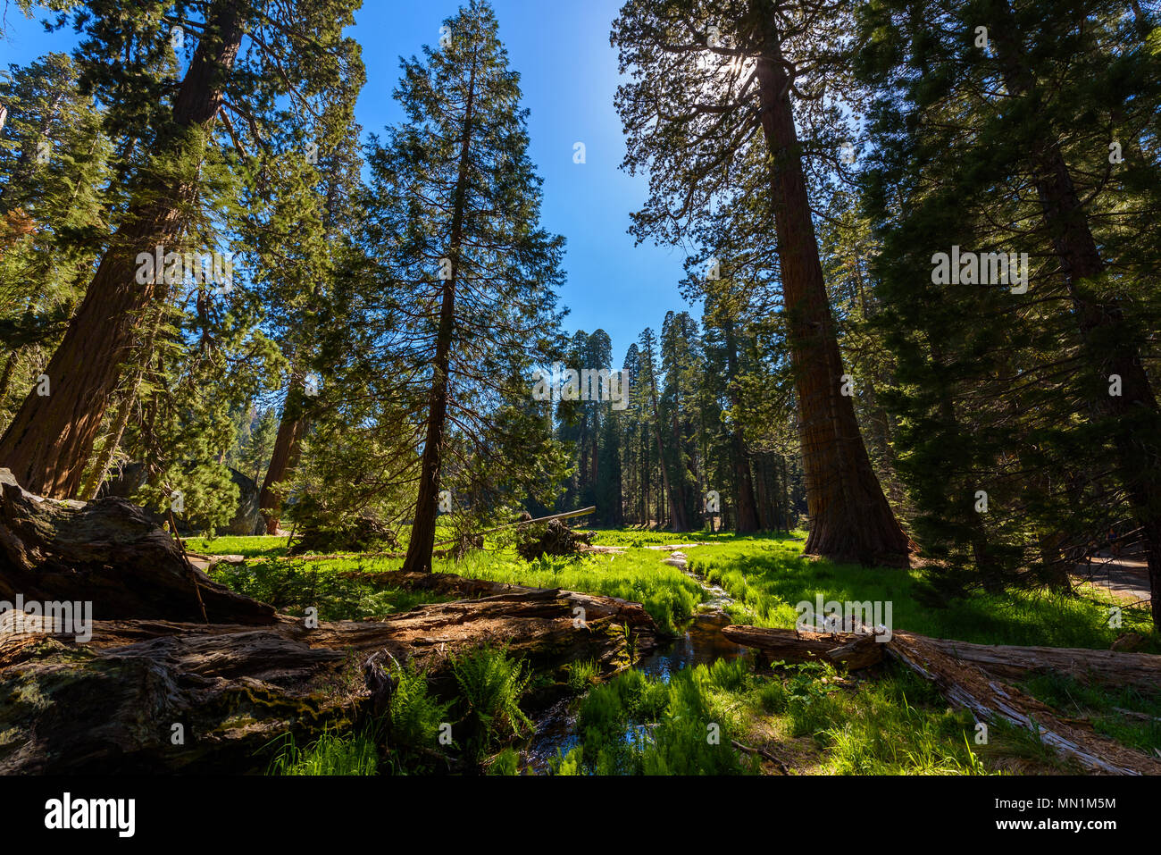 Beautiful scenery on the Big Trees Trail in Sequoia National Park where ...