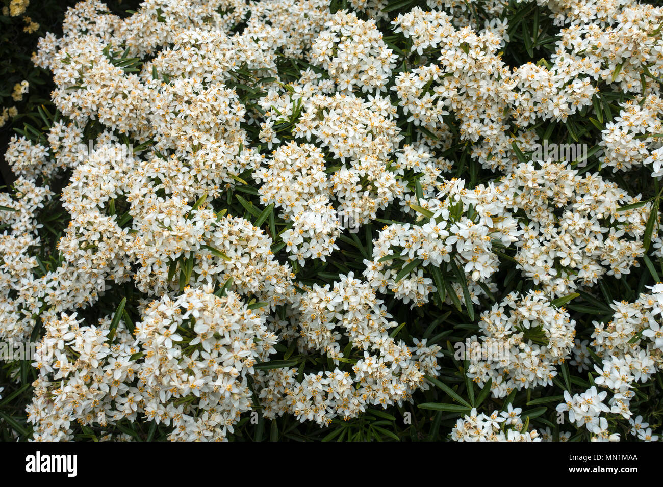 Garden shrub hi-res stock photography and images - Alamy
