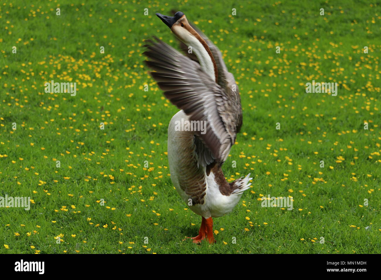A brown Chinese goose spreading its wings on a buttercup meadow in ...