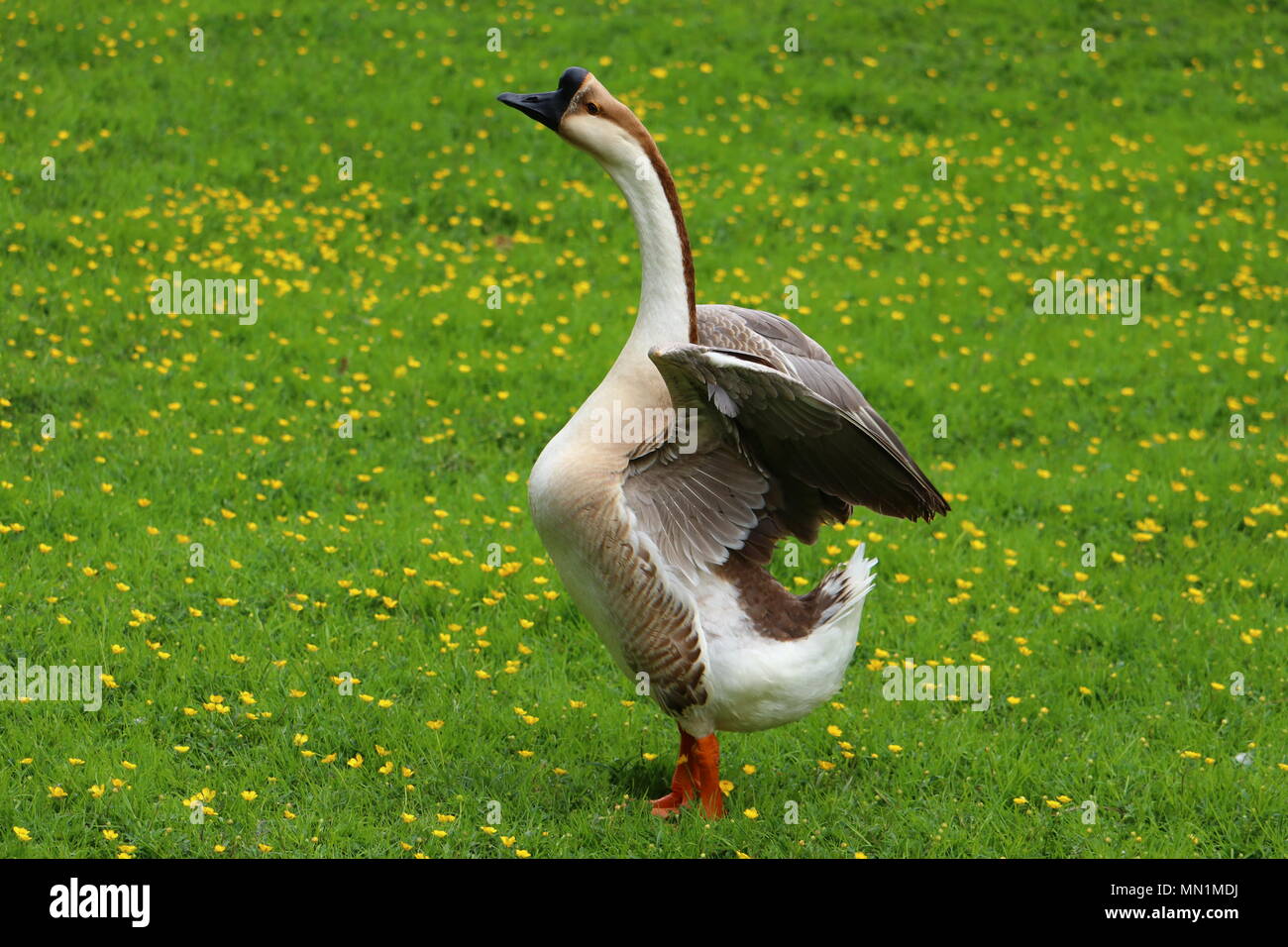 A brown Chinese goose spreading its wings on a buttercup meadow in ...