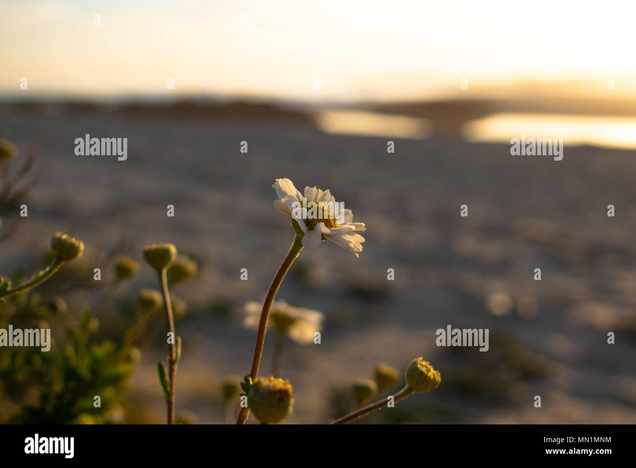 Marigold on the beach hi-res stock photography and images - Alamy