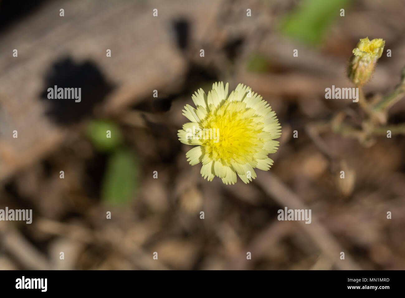 Marigold on the beach hi-res stock photography and images - Alamy