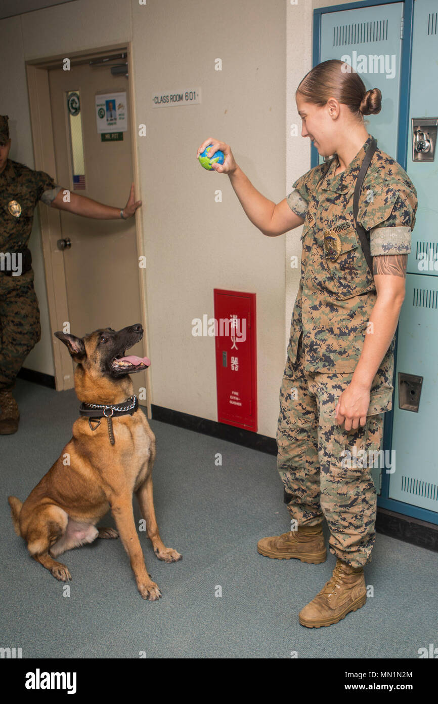U.S. Marine Corps Cpl. Courtney Zielinski, dog handler, Provost Marshal ...