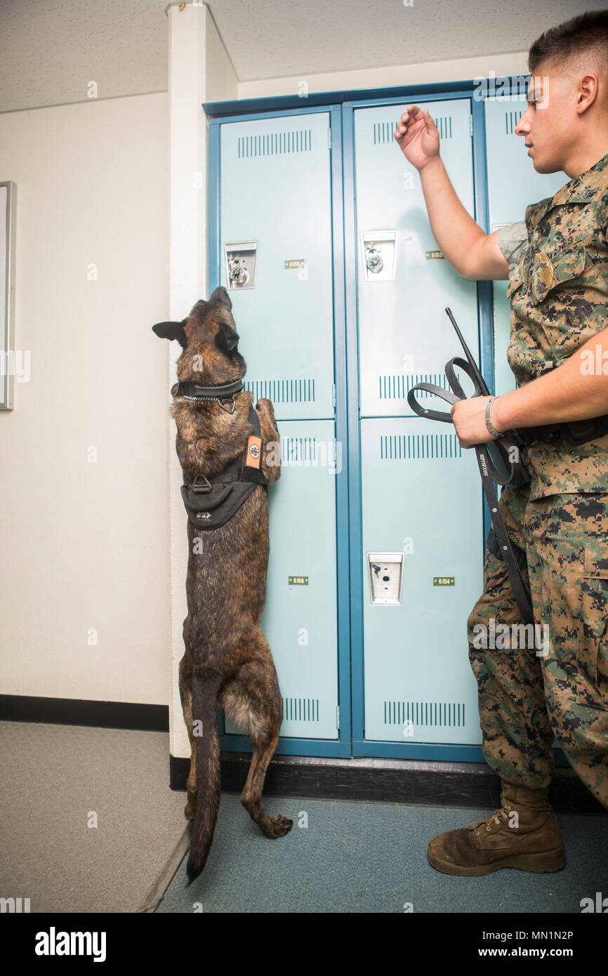 U.S. Marine Corps Cpl. Casey Copley, dog handler, Provost Marshal’s ...
