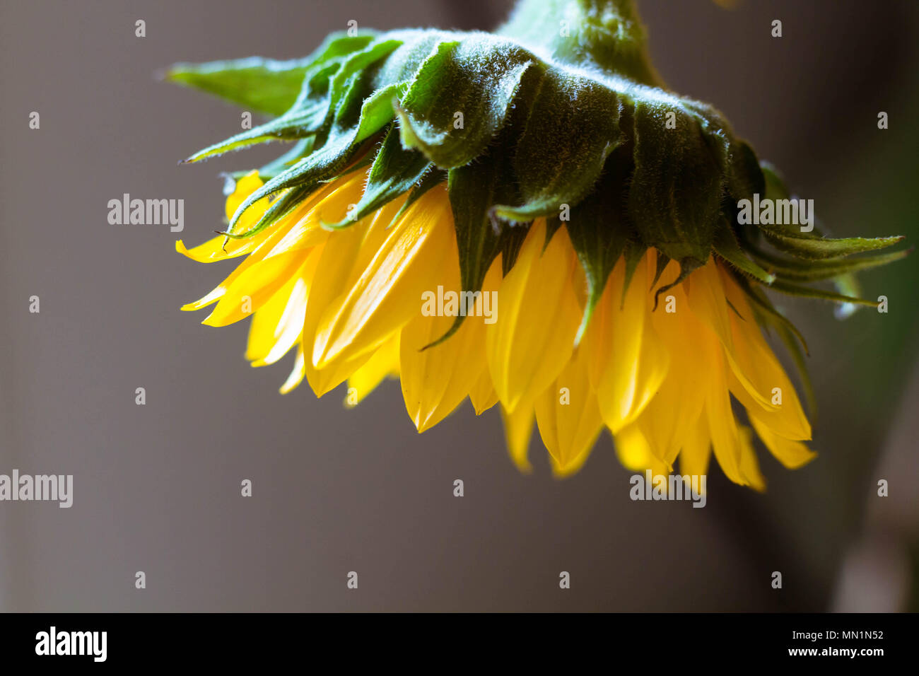 Profile of sunflower hi-res stock photography and images - Alamy