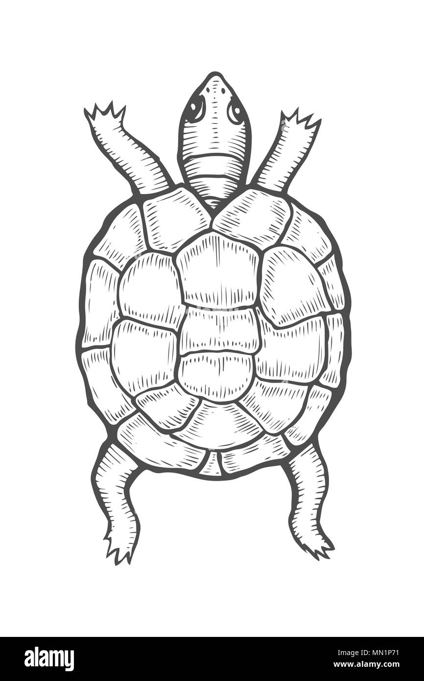 sea turtle illustration, drawing, engraving, ink, line art, vector ...