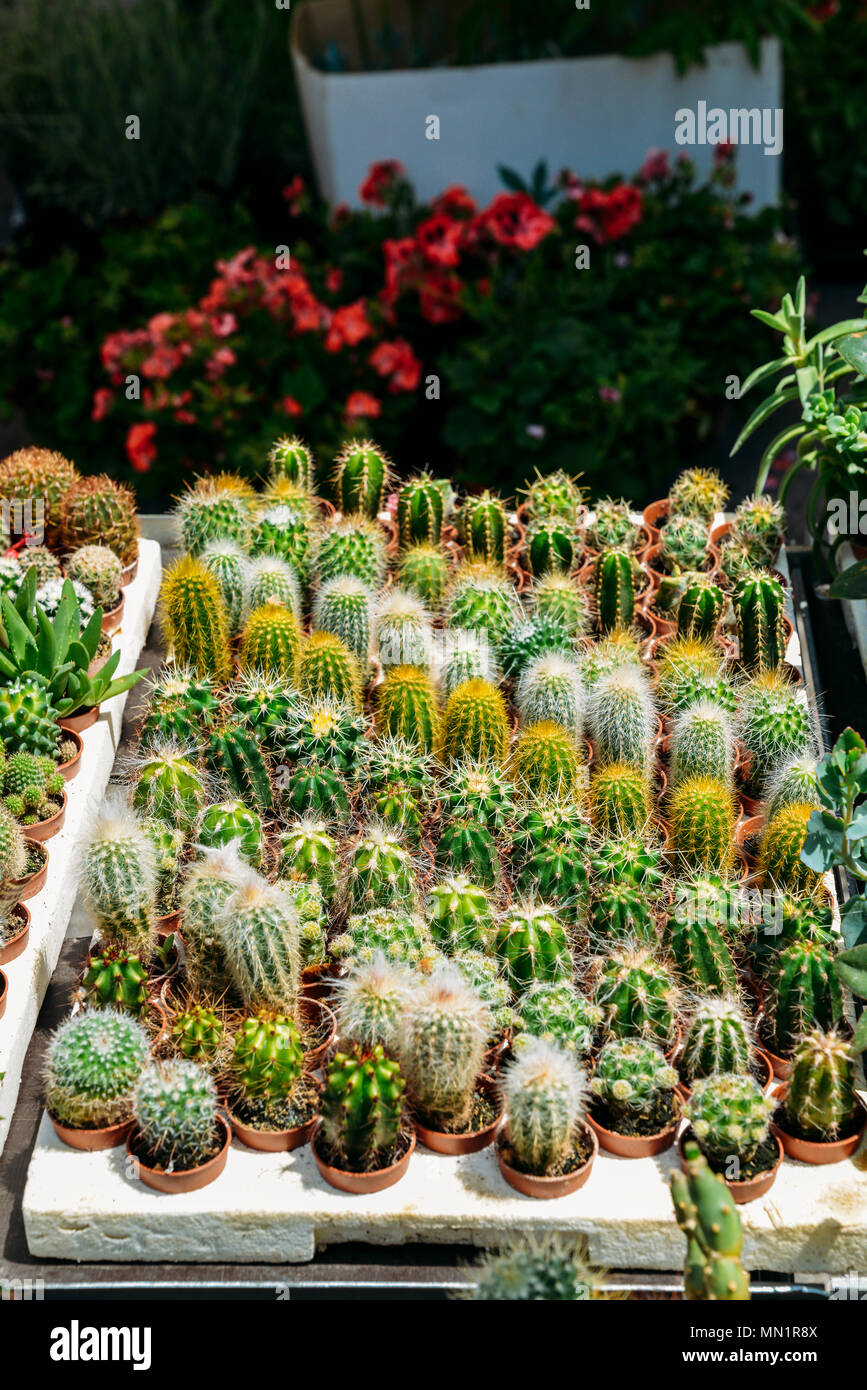 Many cactus in the pot are sort row on the table, Pink flower of cactus ...