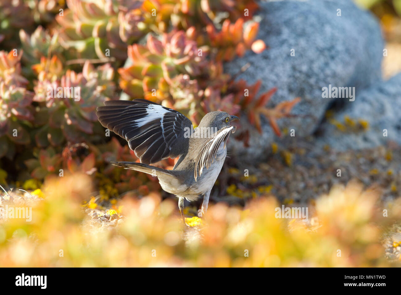 Northern Mockingbird on Ground Wings Up Stock Photo - Alamy