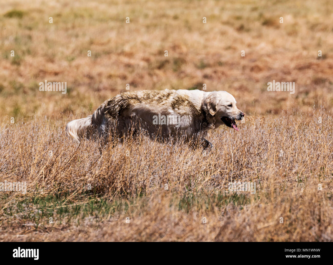 Platinum colored Golden Retriever dog; caked in cow manure; running on ...