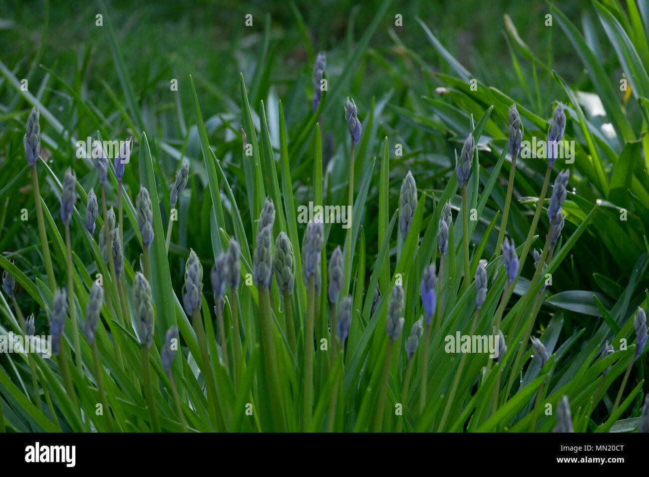 blue bell clumps early spring Stock Photo - Alamy