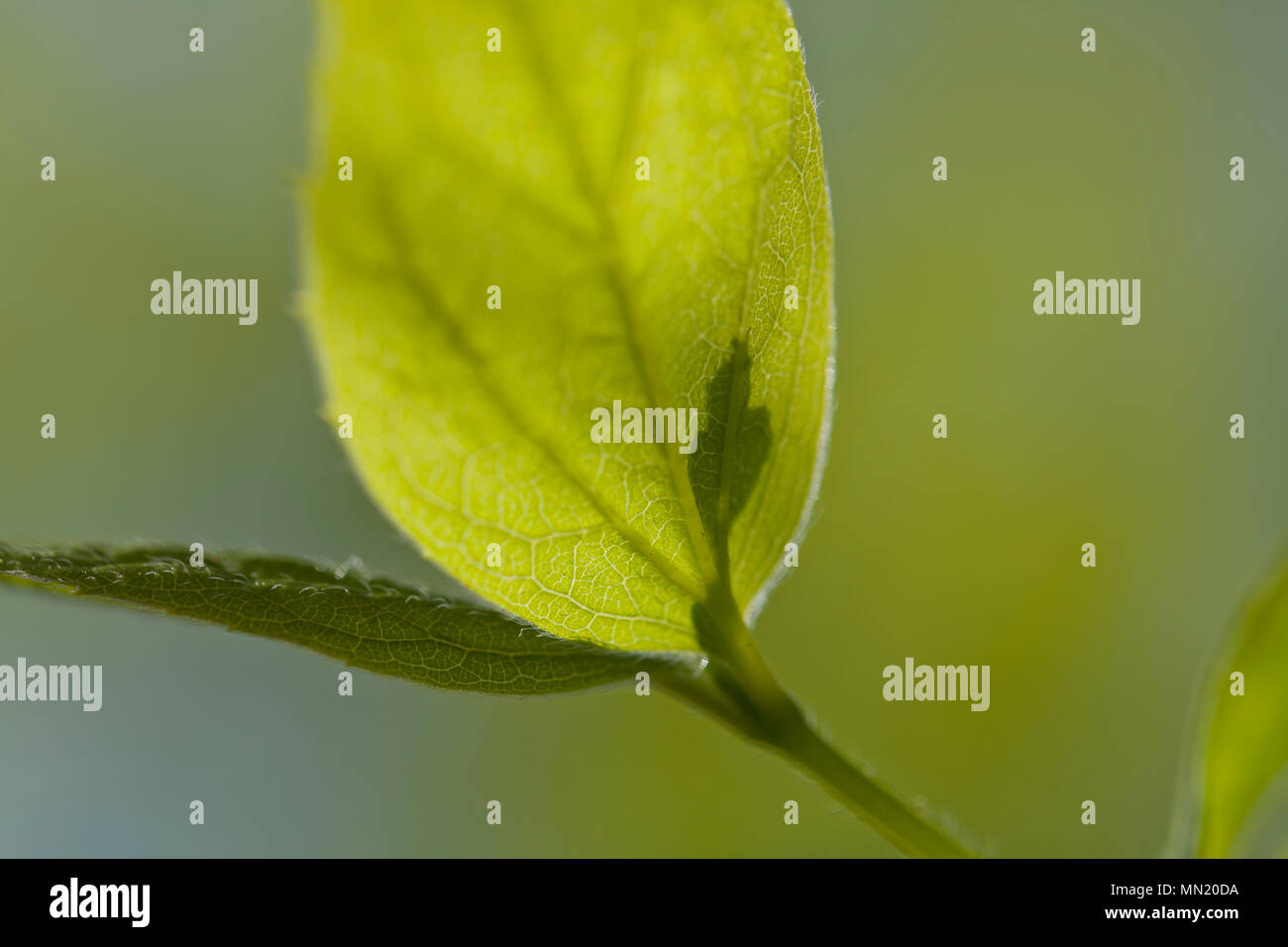 Fresh spring leaves background Stock Photo - Alamy