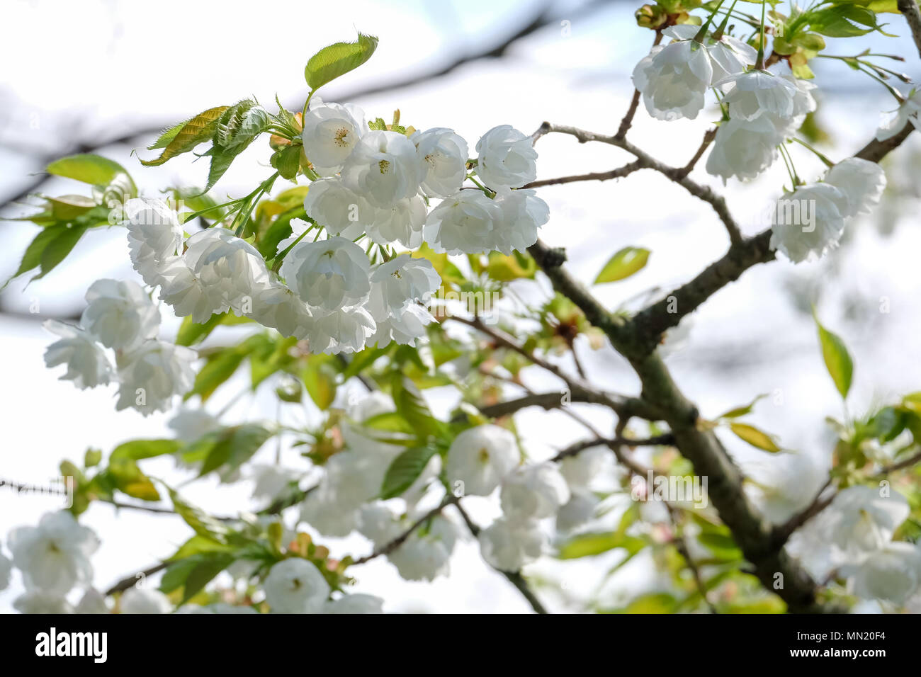 trees in bloom Stock Photo - Alamy