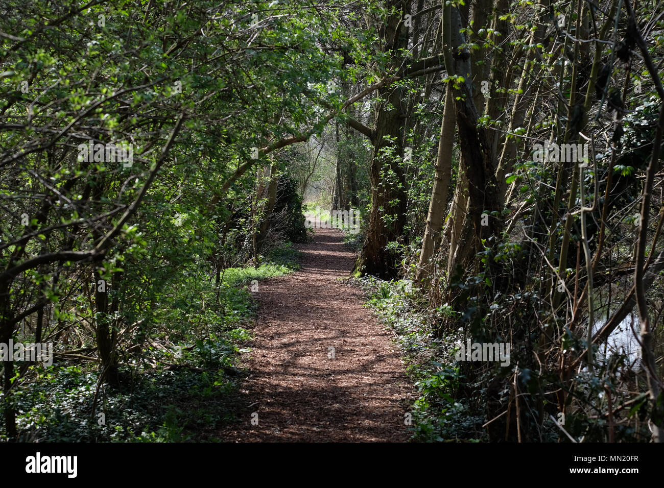 tow path in summer Stock Photo - Alamy