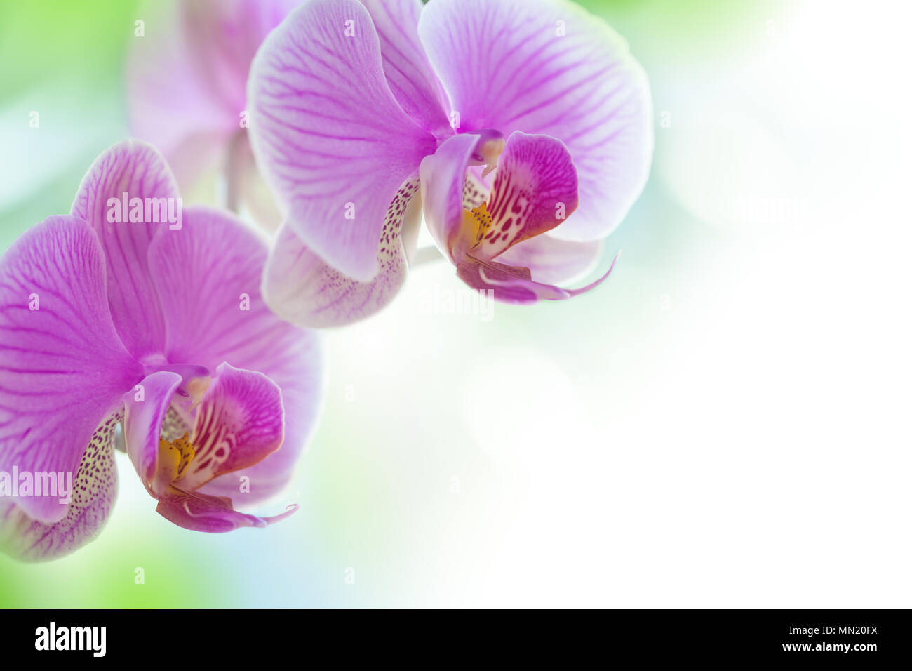 Beautiful pink orchid flowers (PHALAENOPSIS ORCHID Stock Photo - Alamy