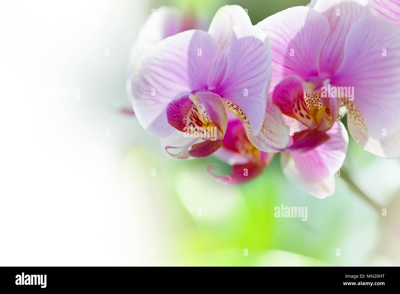 Beautiful pink orchid flowers (PHALAENOPSIS ORCHID Stock Photo - Alamy