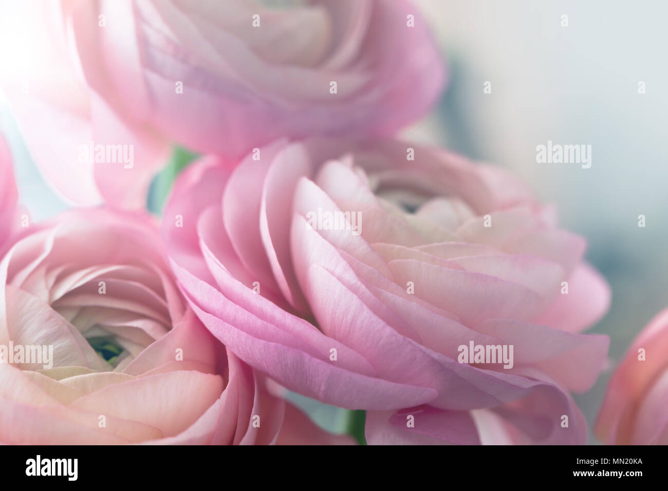 Pastel ranunculus hi-res stock photography and images - Alamy