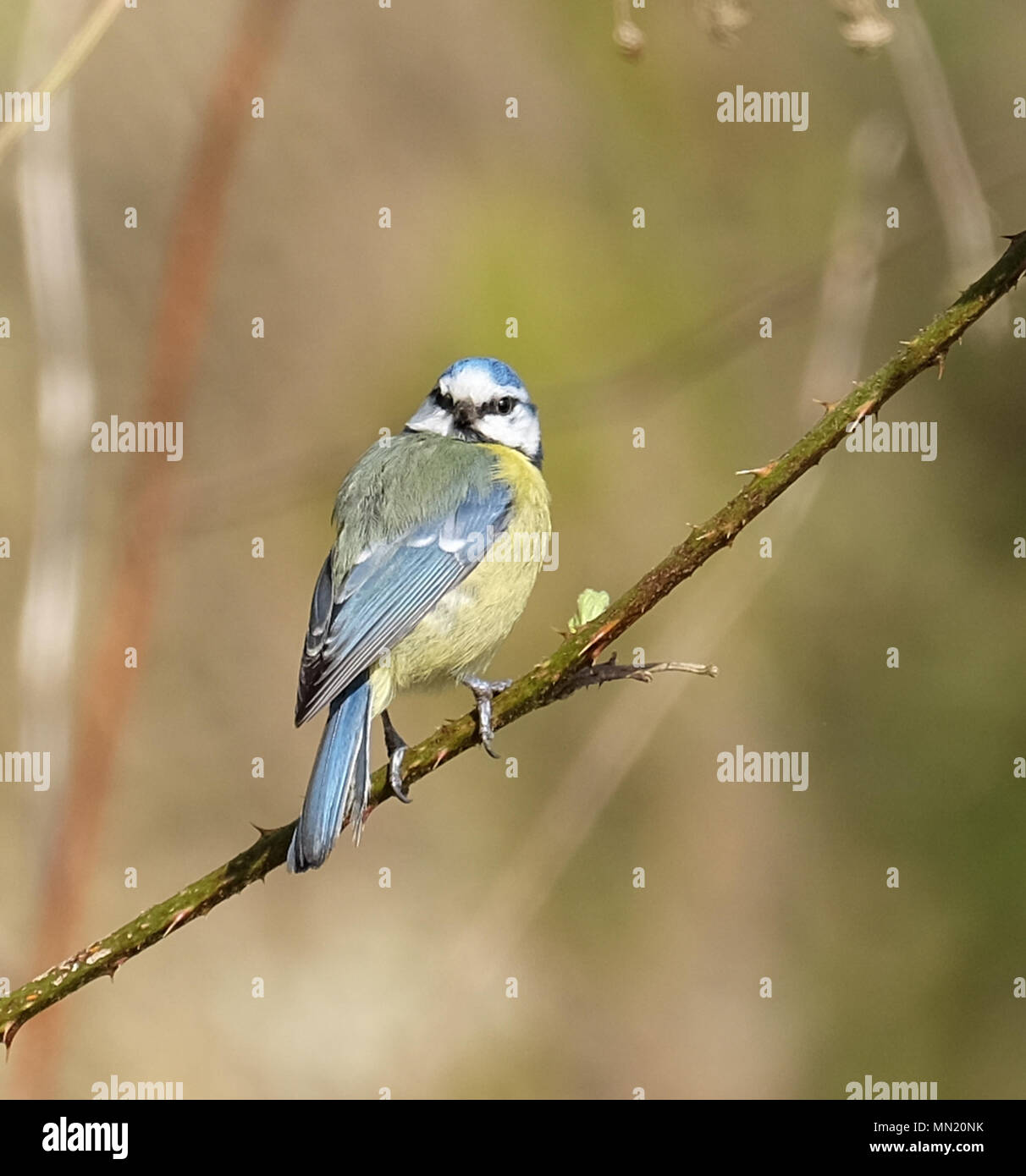 blue tit woodland bird surrey enlgand Stock Photo - Alamy