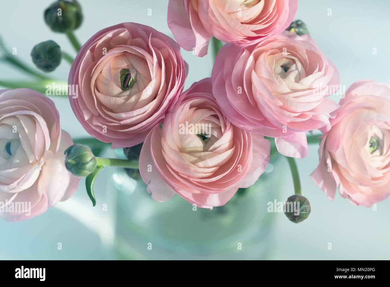 Closeup of pink ranunculus Stock Photo - Alamy