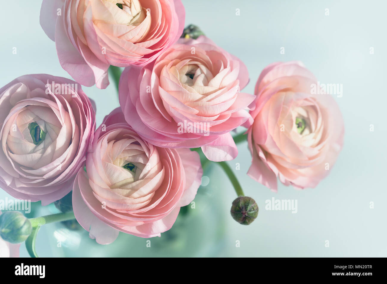 Pastel ranunculus hi-res stock photography and images - Alamy
