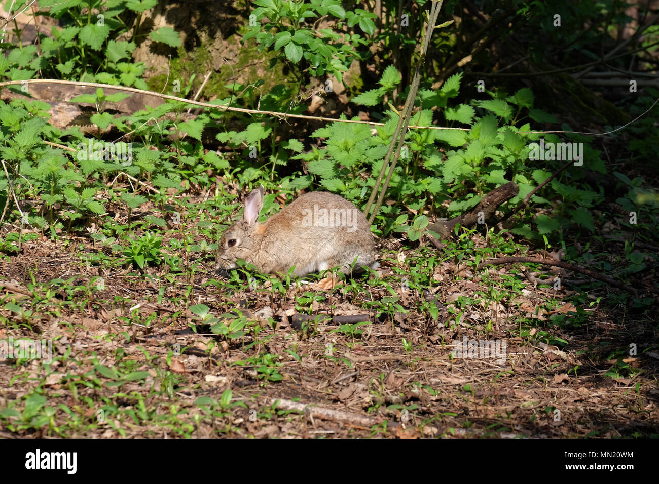 grey rabbits looking for food Stock Photo - Alamy